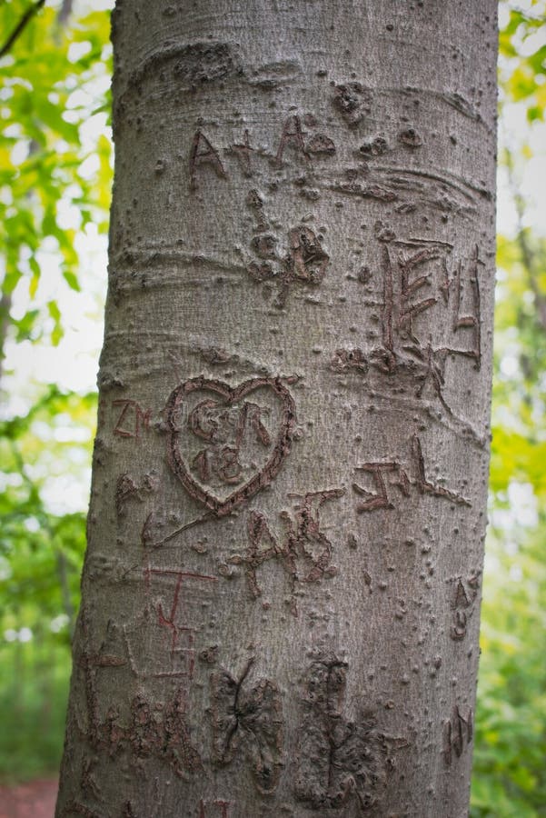 Tree Trunk with Carved Initials and Symbols in Forest Stock Photo ...