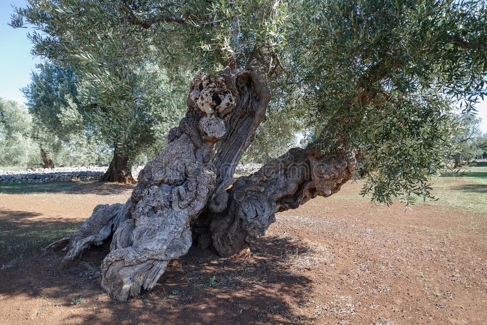 Centuries-old Olive Tree Trunk, Puglia, Italy Stock Image - Image of ...