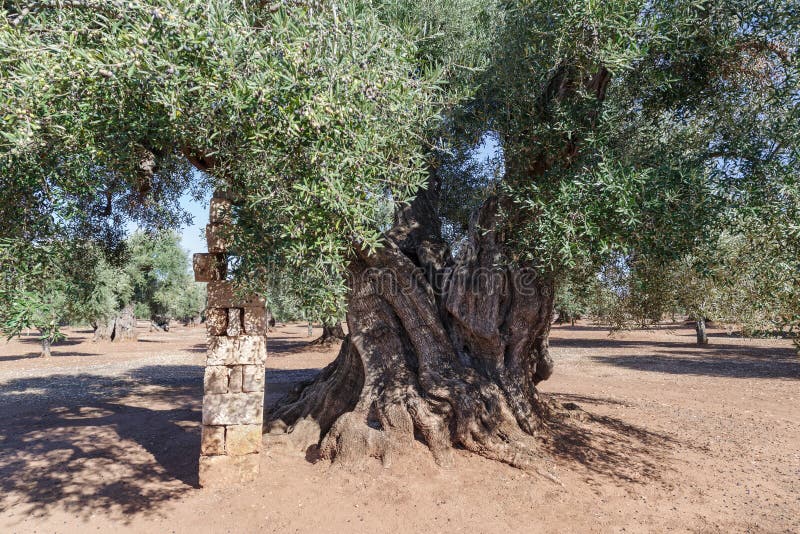 Centuries-old Olive Tree Trunk, Puglia, Italy Stock Photo - Image of ...