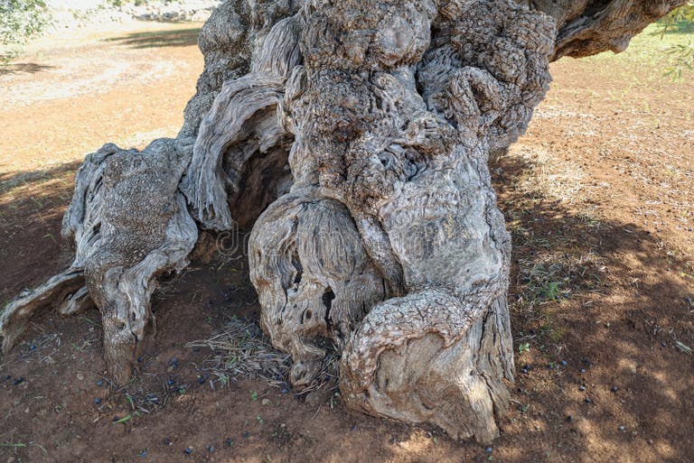 Centuries-old Olive Tree Trunk, Puglia, Italy Stock Photo - Image of ...
