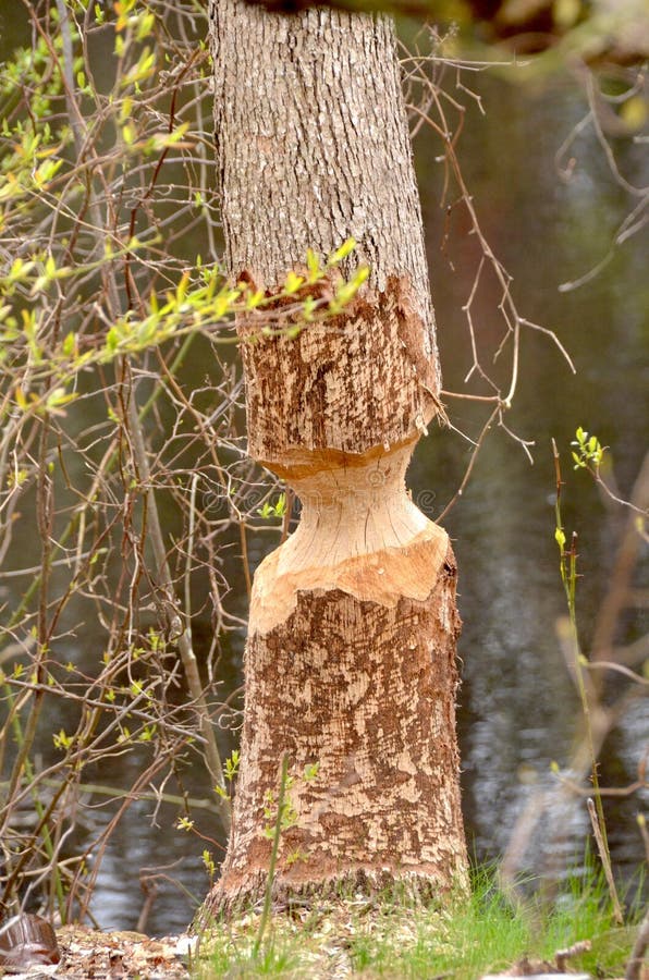 Chewed Beaver Tree stock photo. Image of trunk, chew - 146014994