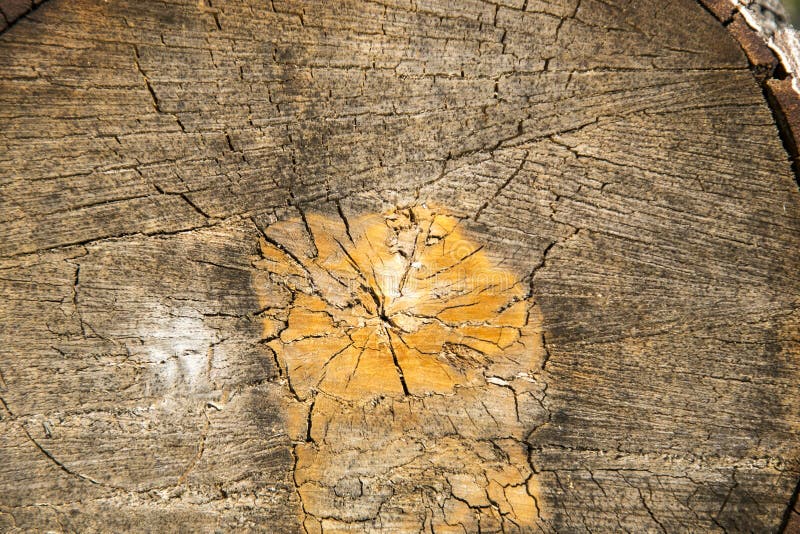 1,171 Tree Trunk Circles Photos - Free & Royalty-Free Stock Photos from ...