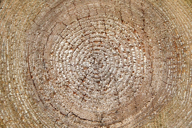Tree trunk circles stock photo. Image of tree, wooden - 20942520
