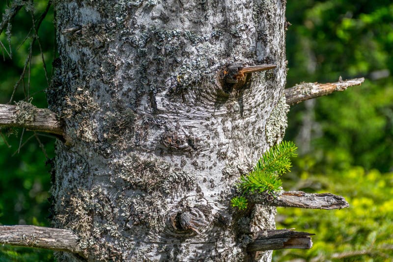 Tree Trunk Close-up with Dead Branches and Small Live Branch Stock ...