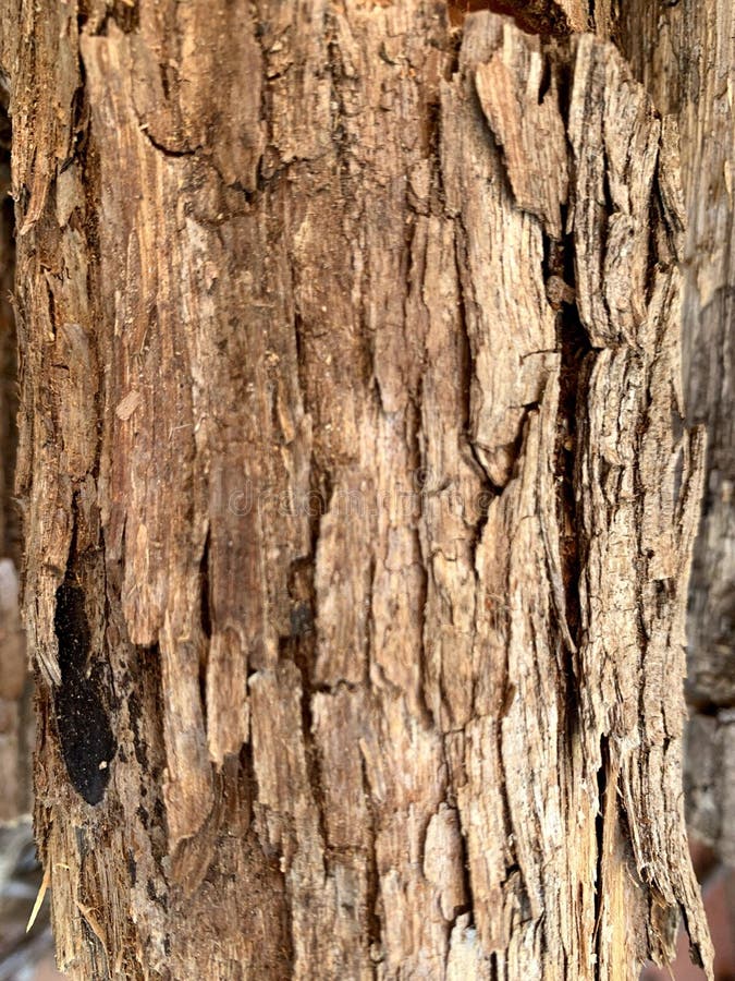 Old Brown Tree Trunk Close-up Stock Photo - Image of tree, planta ...
