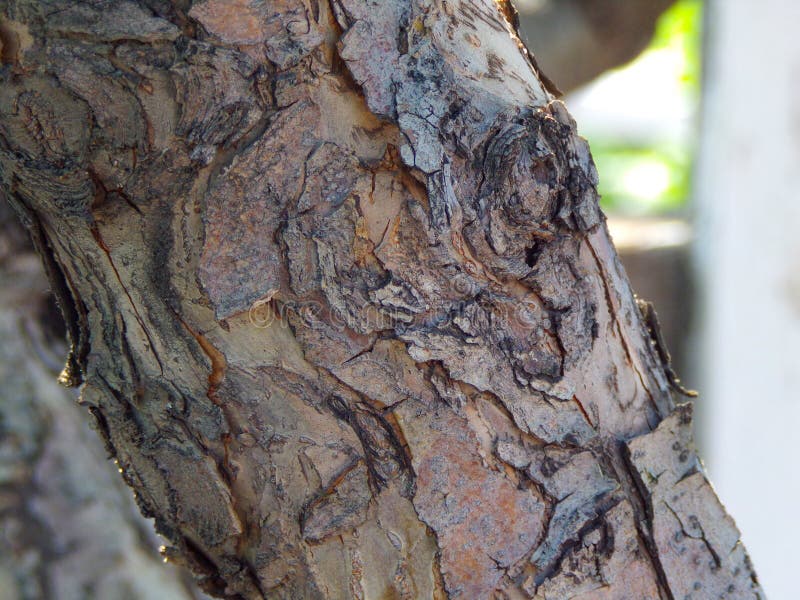 Shrubs Grow Good Pine Trees Stock Photos - Free & Royalty-Free Stock ...