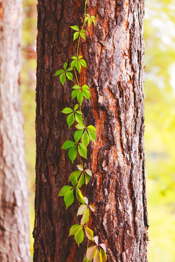 Tree Trunk Close Up, Ivy Vine. Stock Image - Image of growing, color ...