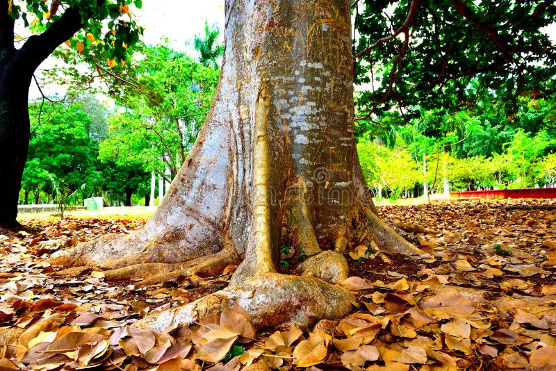 A tree trunk stock photo. Image of clear, sprawled, nature - 53489078