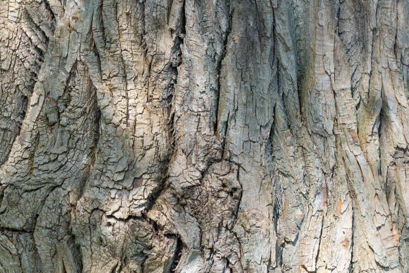 Tree Trunk, Close-up. Tree Bark Texture. Natural Background Stock Image ...