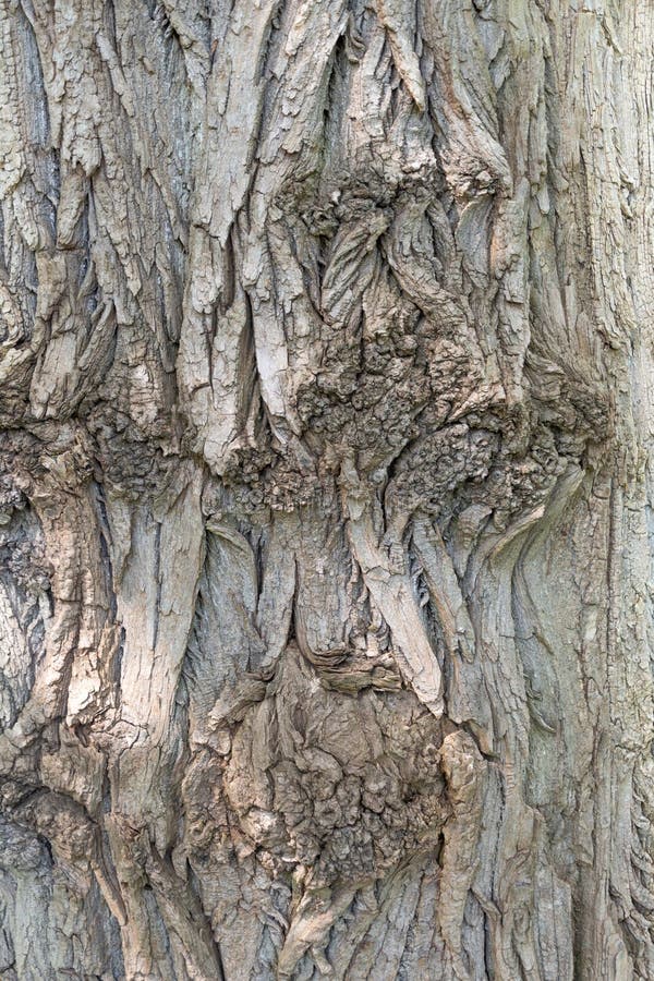 Tree Trunk, Close-up. Tree Bark Texture. Natural Background Stock Image ...