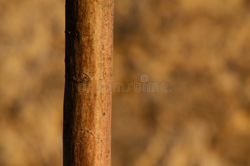 Tree trunk stock photo. Image of focus, woods, sunset - 35935618