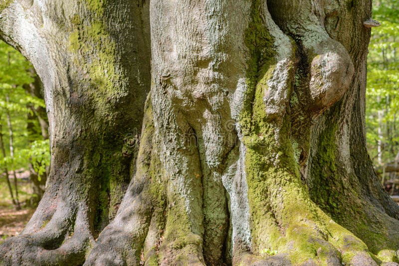 Tree trunk stock image. Image of trunk, closeup, outdoor - 56787247