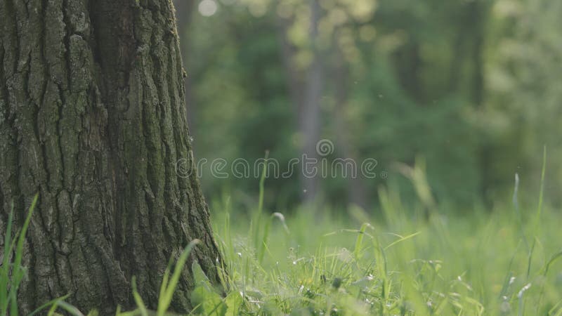 Tree Trunk Closeup in Early Summer Stock Photo - Image of trunk, grass ...