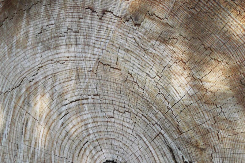 Tree trunk stock photo. Image of surface, aging, timber - 192201994