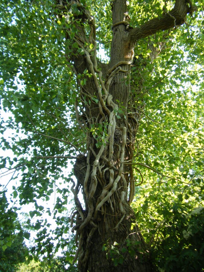 Tree with Trunk Coated in Vines. Stock Photo - Image of trunk, sunlight ...