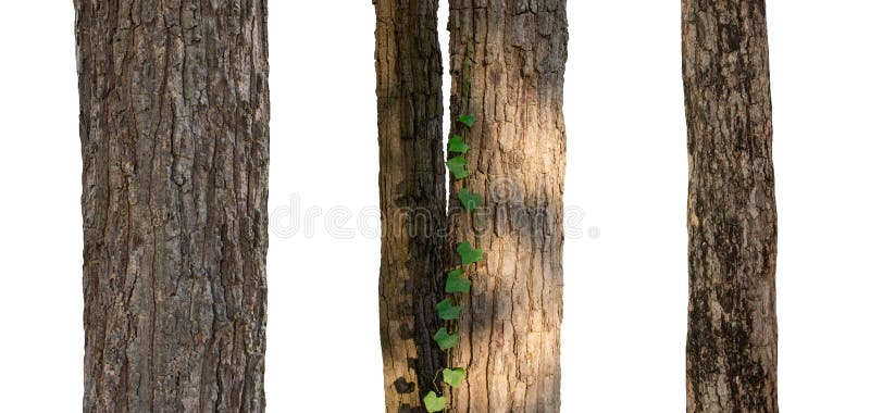 Isolated Tree Trunk Collection on White Backdrop Stock Image - Image of ...