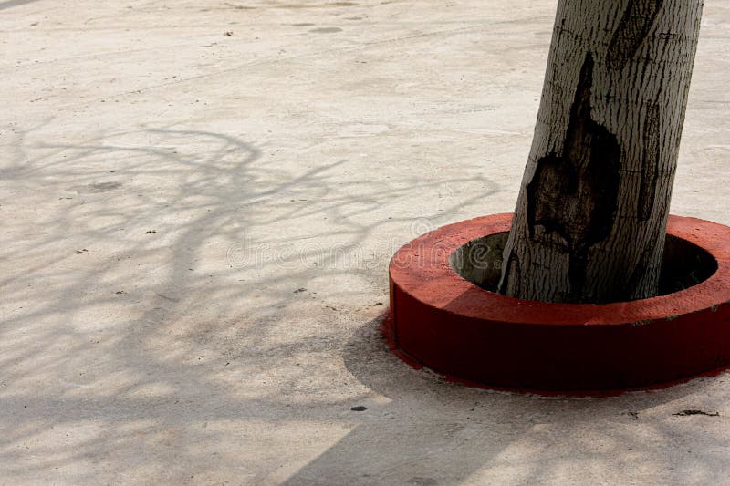 Tree Trunk in a Concrete Ring on a Square Stock Photo - Image of ...