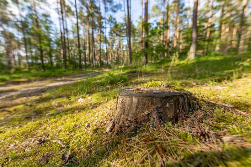 Tree Trunk in a Coniferous Forest. Forest Area in Central Europe Stock ...