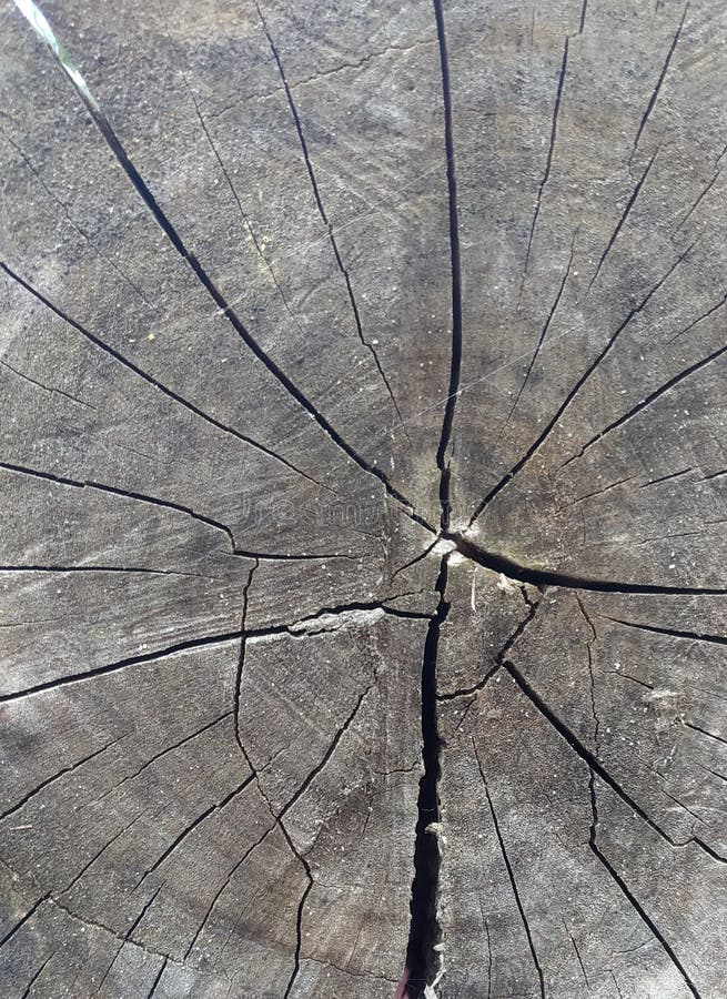 Tree core stock image. Image of stem, detail, bark, abstract - 5540891