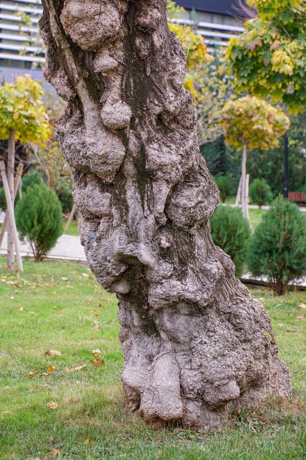 Tree Trunk Covered with Burls, Decorative Tree Stock Image - Image of ...