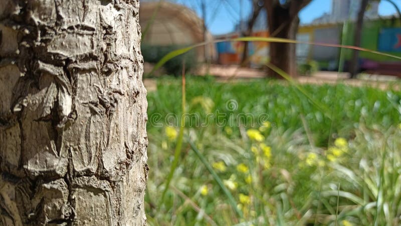 A Tree Trunk Covered with Cracks Grows in the Garden Against the ...