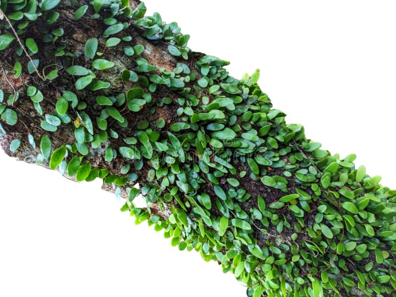 6,663 Creeping Plants Stock Photos - Free & Royalty-Free Stock Photos ...