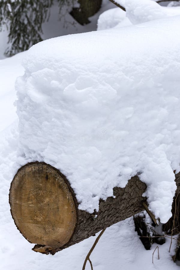 Tree Trunk Covered with Fresh Snow in Winter Stock Photo - Image of ...