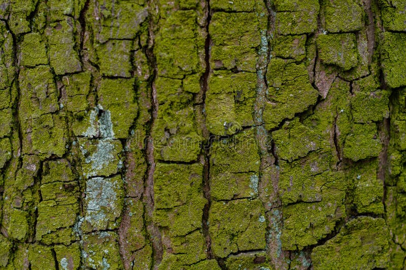 Tree Trunk Covered with Green Mold and Moss, Tree Bark Close-up Stock ...