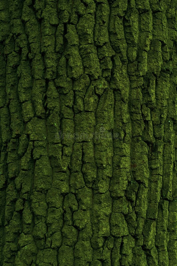 Tree Trunk Covered with Green Mold and Moss, Tree Bark Close-up Stock ...