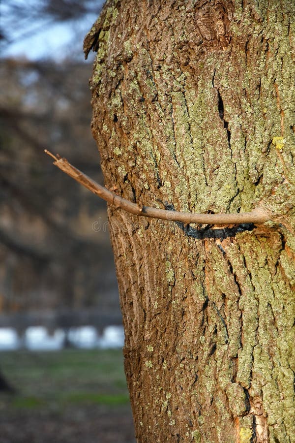 Tree Trunk Covered by the Green Moss. Stock Photo - Image of color ...