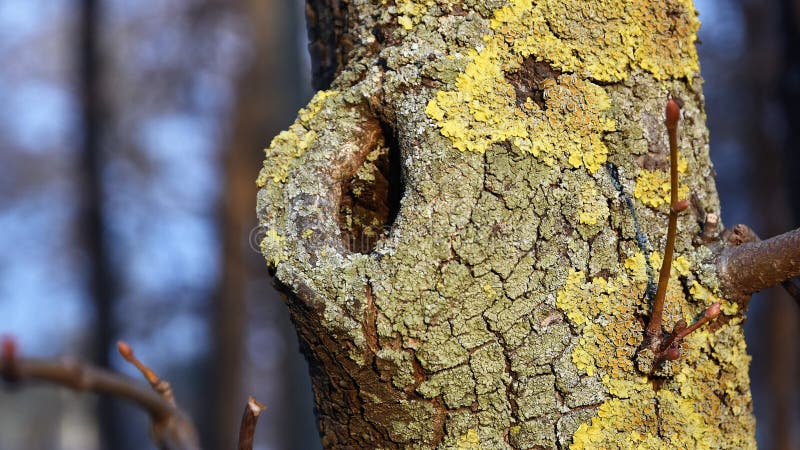 Tree Trunk Covered by the Green Moss. Stock Image - Image of focus ...
