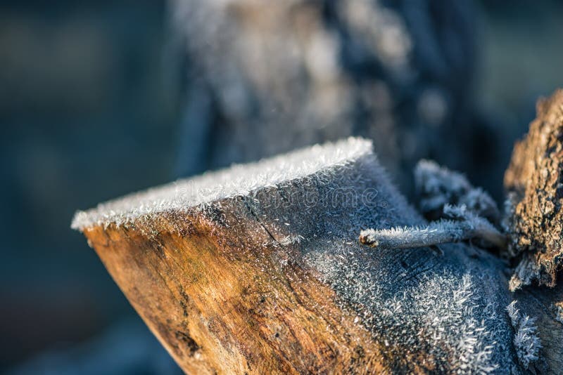 Tree Trunk Covered with Ice Crystals Stock Image - Image of forest ...