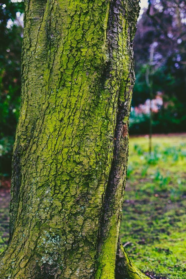 Tree Trunk Covered in Intensively Green Moss Stock Photo - Image of ... Tree Trunk Covered in Intensively Green Moss Stock Photo - Image of ...