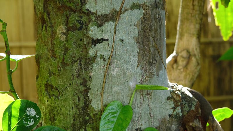 Tree Trunk Covered with Ivy and Crawling Ants Stock Footage - Video of ...
