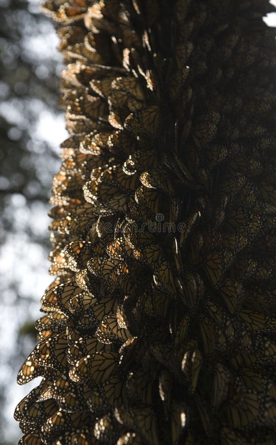Tree Trunk Covered with Monarch Butterflies Stock Photo - Image of ...