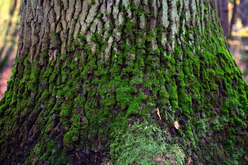 Tree Trunk Covered with Moss at the Bottom Stock Photo - Image of ...