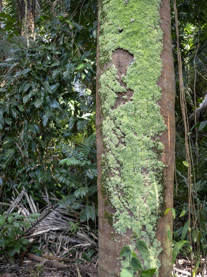 Tree Trunk Covered with Moss in Cockscob Basin Wildlife Sanctuary ...