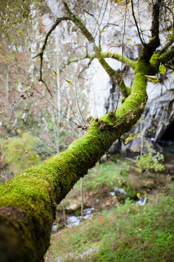 Tree Trunk Covered with Moss Stock Image - Image of wilderness, rural ...