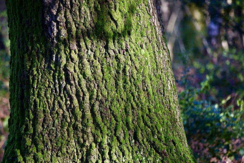 Tree Trunk Covered with Moss Stock Image - Image of sunlight ...