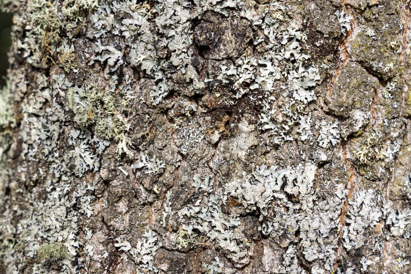 A Tree Trunk Covered in Moss and Lichen Stock Image - Image of green ...