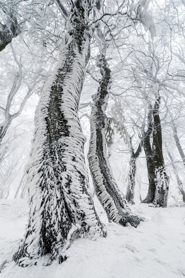 Tree Trunk Covered with Rime in Winter Forest Stock Photo - Image of ...