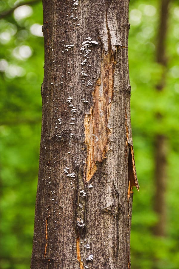 Tree Trunk Covered with Small White Mushrooms. Parasite on Forest Trees ...