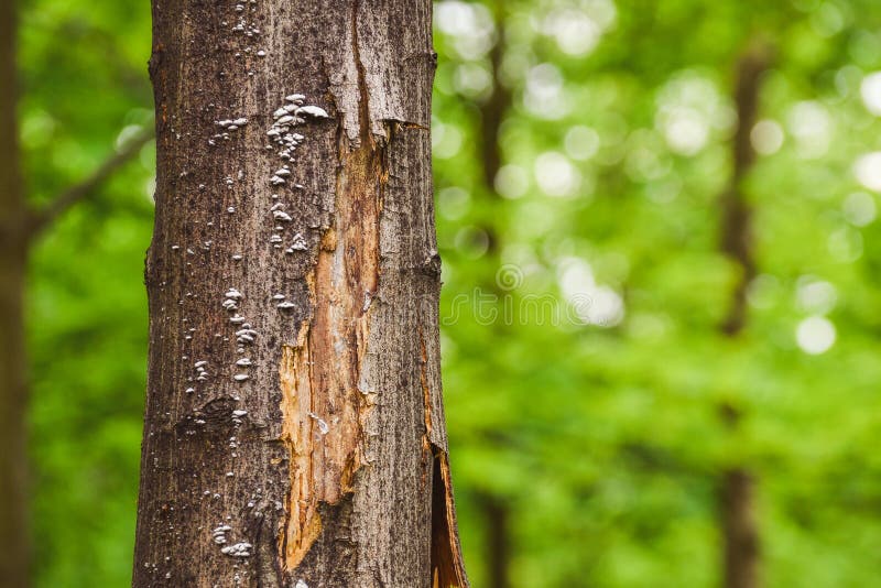 Tree Trunk Covered with Small White Mushrooms. Parasite on Forest Trees ...