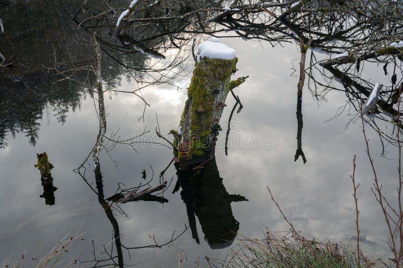 Tree Trunk Covered with Snow in a Lake with Reflections in the Water ...