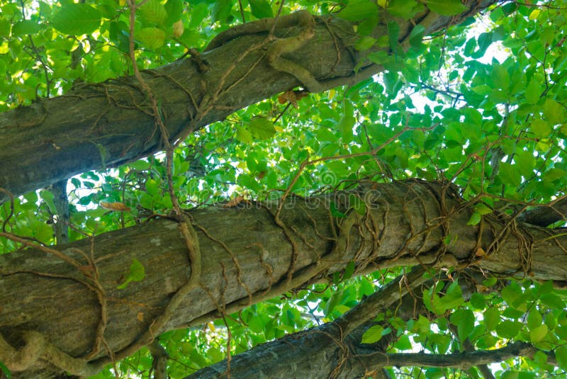 Tree Trunk Covered with Vine Stock Image - Image of nature, natural ...