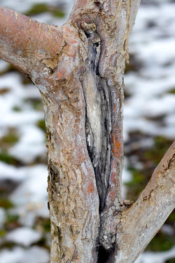 An Old Damaged Tree with a Large Hole in the Trunk in the Fall Near the ...