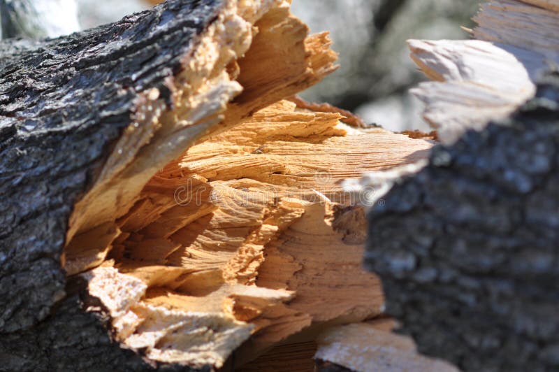 Tree trunk - cracked stock image. Image of natural, background - 53086401