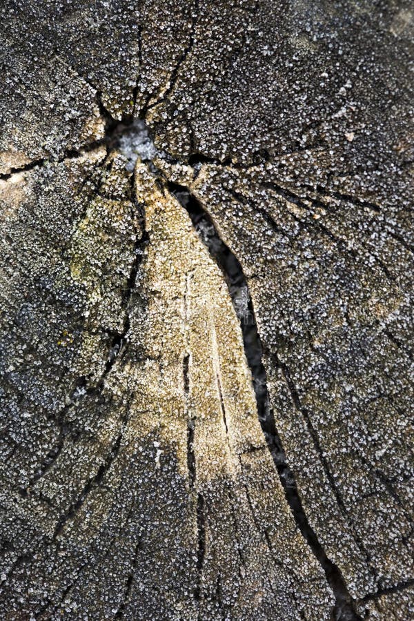 Tree trunk with cracks stock image. Image of bark, history - 88698301