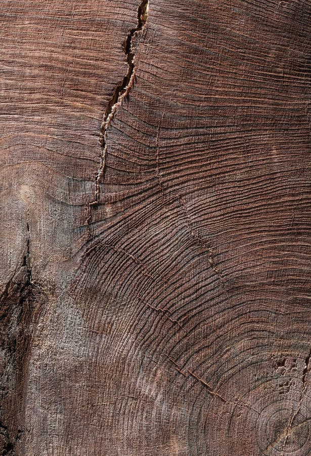 Tree Trunk Cross Cut Texture Vintage Wood Stock Image - Image of dark ...