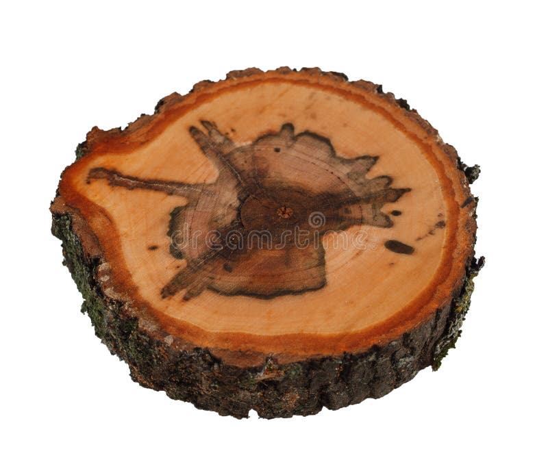 Tree Trunk Cross Cut Wood Texture Stock Image - Image of structure ...